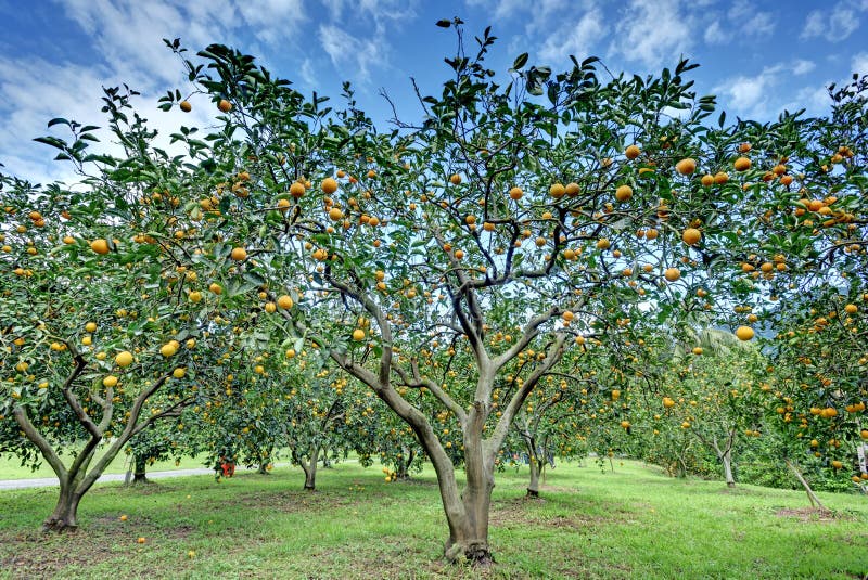 Orange garden stock image. Image of orchard, branch - 114319401