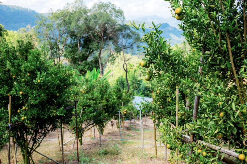 Orange Tree in Farm on Hill Stock Photo - Image of citrus, agriculture ...