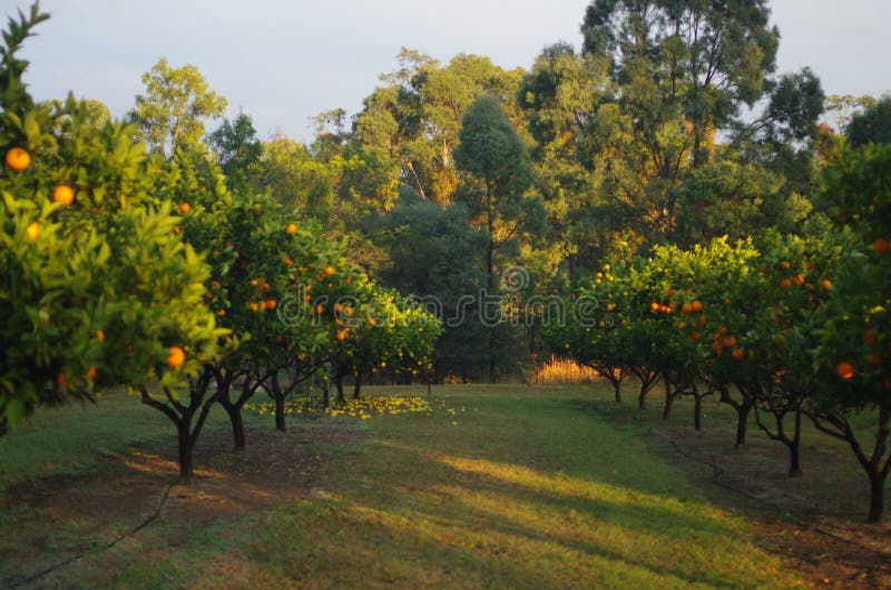 Orange tree farm stock photo. Image of hunter, oranges - 85541546