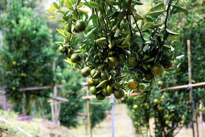 Orange tree farm stock image. Image of agriculture, juice - 22780295