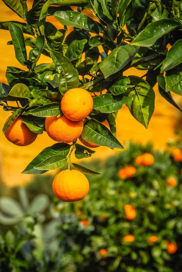 Orange Tree on a Farm in Sicily, Italy Stock Photo - Image of sicily ...