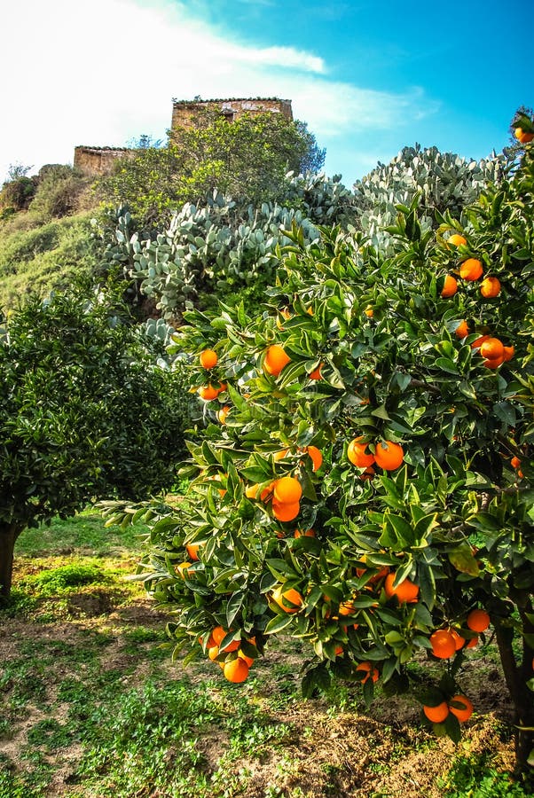 Orange Tree on a Farm in Sicily, Italy Stock Photo - Image of florida ...