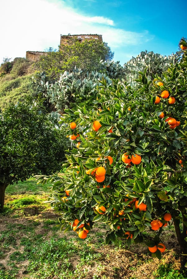 Orange Tree on a Farm in Sicily, Italy Stock Image - Image of hanging ...
