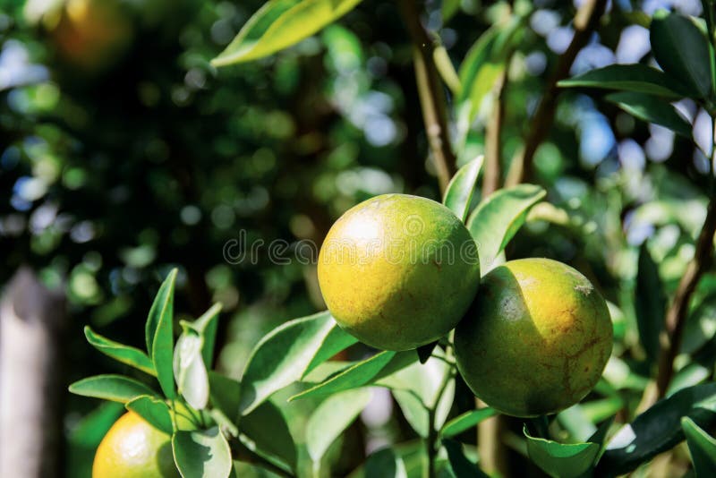 Orange on tree stock image. Image of hill, juicy, organic - 156902851
