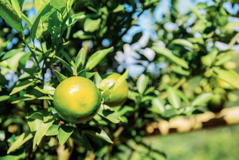 Orange on Tree with Sunlight Stock Photo - Image of mountain, fruit ...
