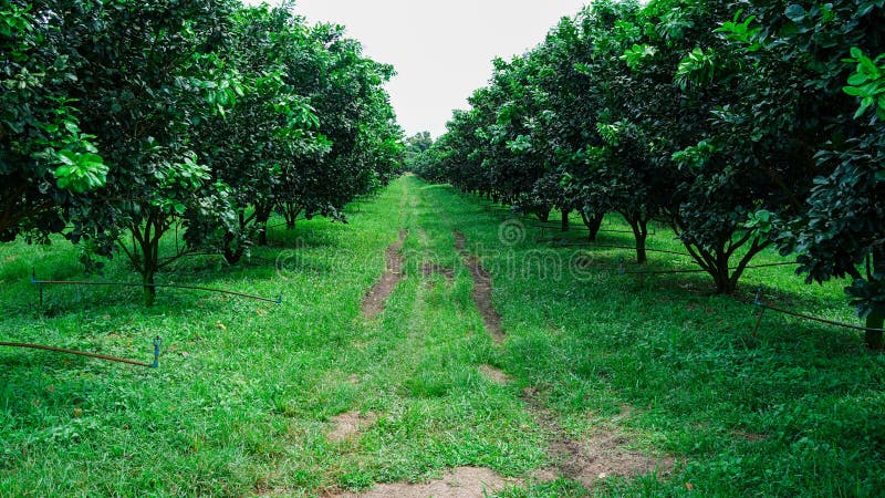 Orange Tree at the Farm of Thailand Stock Photo - Image of scenery ...