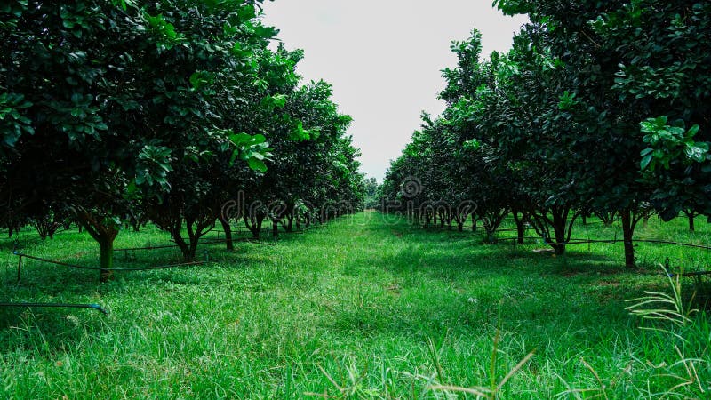 Orange Tree at the Farm of Thailand Stock Photo - Image of road ...