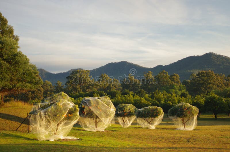 Orange tree farm stock photo. Image of hunter, trees - 85541610
