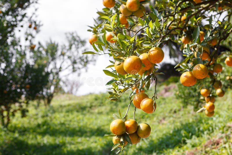 Orange tree stock image. Image of environment, gardener - 30608453