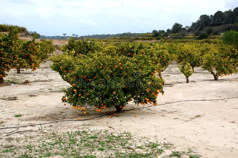 Orange Tree Fields in the Middel of February. Stock Photo - Image of ...