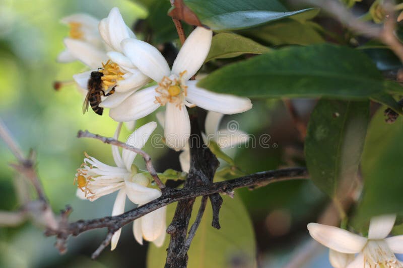 Orange tree flower stock image. Image of summer, nature - 4934523 Orange tree flower stock image. Image of summer, nature - 4934523
