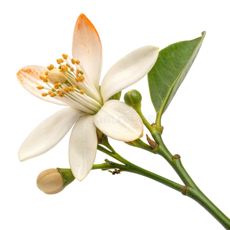 Orange tree flower stock illustration. Illustration of closeup - 352039098