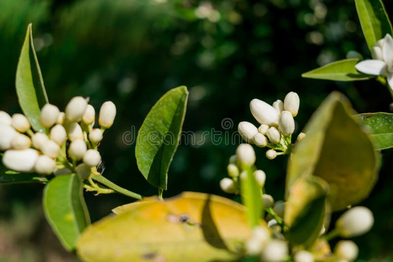 Orange Tree Flower, Known As Azahar, on a Sunlit Branch Stock Image ...