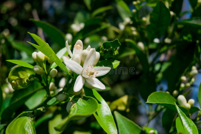 Orange Tree Flower, Known As Azahar, on a Sunlit Branch Stock Photo ...