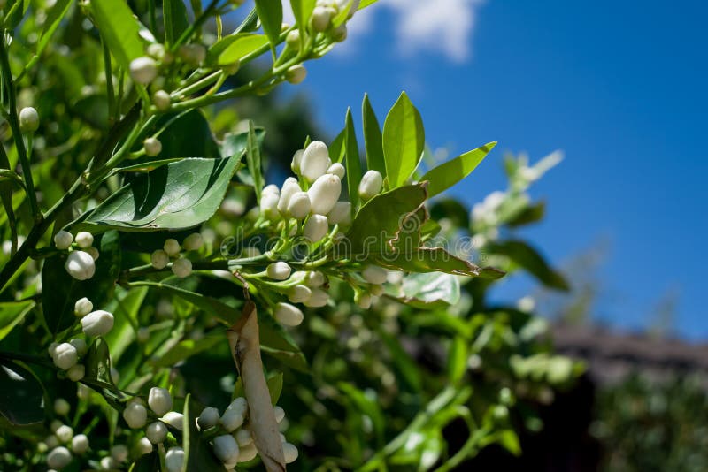 Orange Tree Flower, Known As Azahar, on a Sunlit Branch Stock Image ...