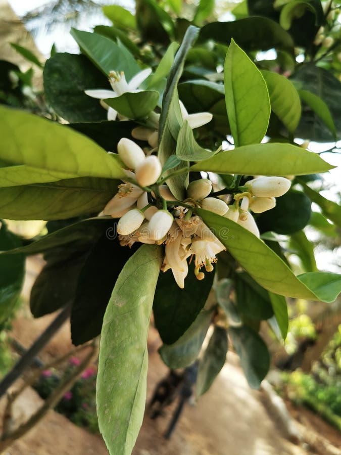 Orange Tree Flower stock image. Image of earth, nature - 174785685