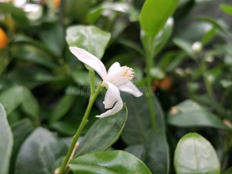 An Orange Tree Flower stock image. Image of leaf, plant - 209048987