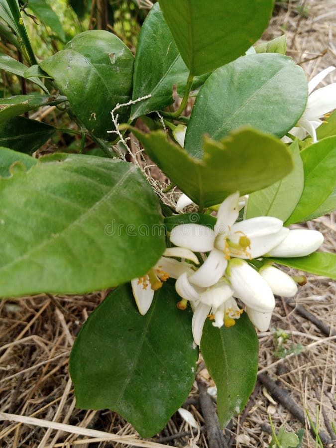 Orange Tree Flowering Photo from Misrial Talagang . Stock Image - Image ...