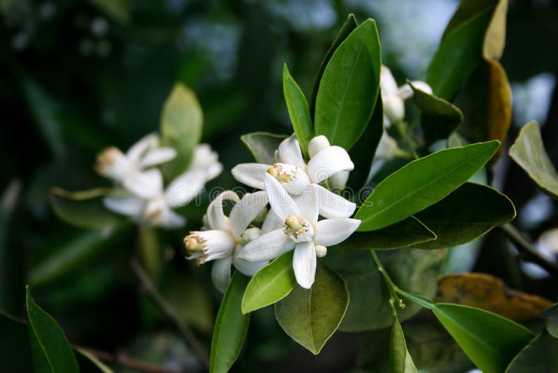 Orange tree flowers stock image. Image of leaf, nature - 69539123