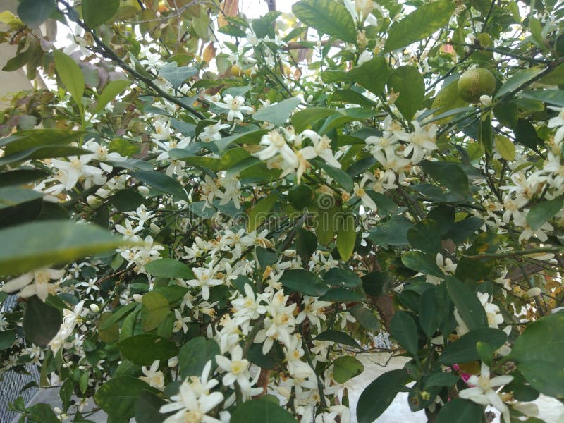 An Orange Tree Flowers in Spring Season Stock Image - Image of spring ...