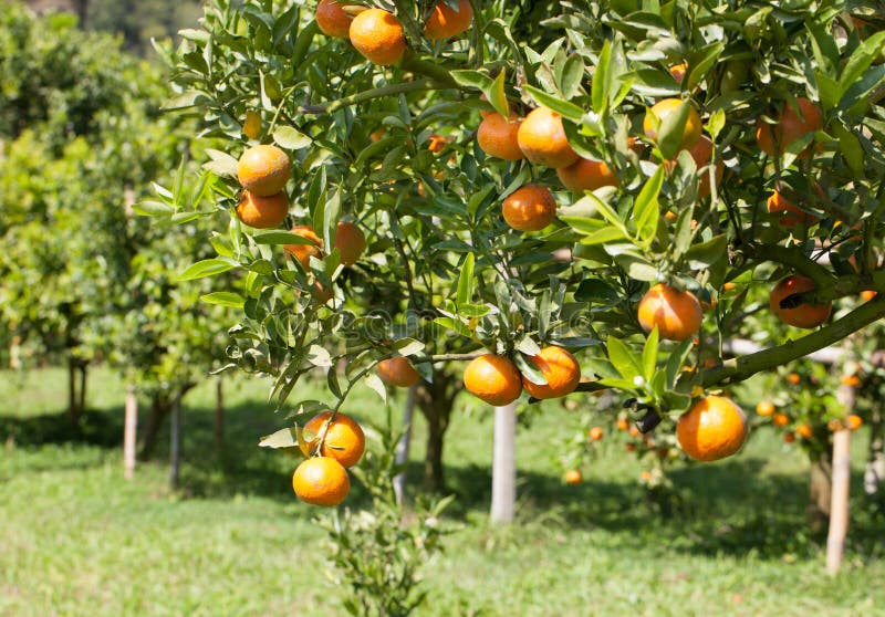 Orange tree stock image. Image of ripe, orange, fruit - 17687343