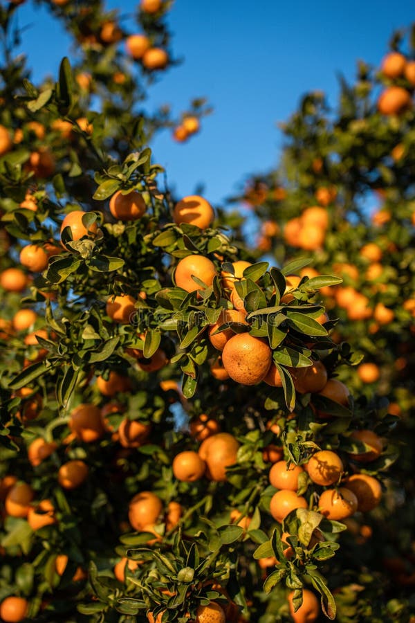 Orange Tree with Fresh Fruits and Green Leaves Stock Image - Image of ...