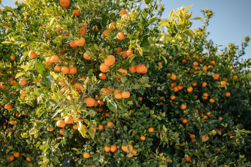 Orange Tree with Fresh Fruits and Green Leaves Stock Photo - Image of ...