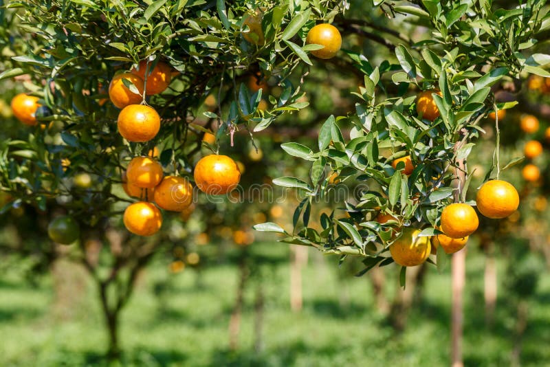 Orange tree stock photo. Image of leaf, farmers, orchard - 38883848
