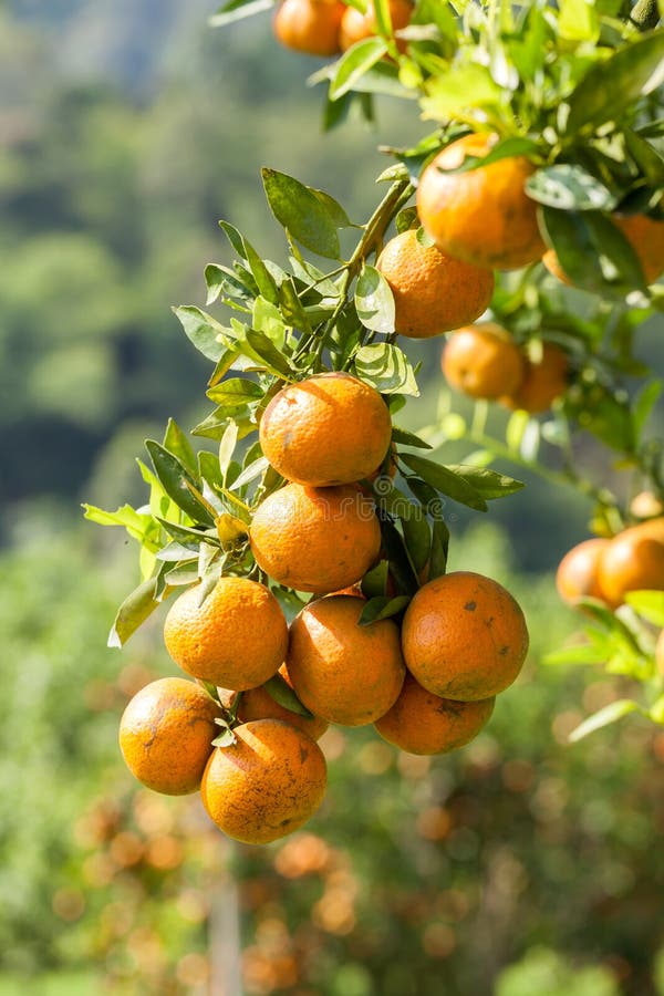 Orange tree stock image. Image of delicious, gardener - 38883913