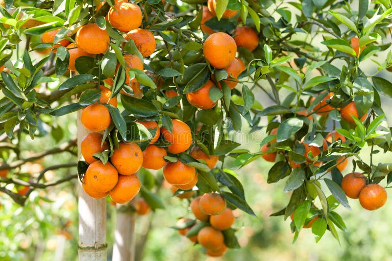 Orange tree stock photo. Image of nature, healthy, natural - 39457502