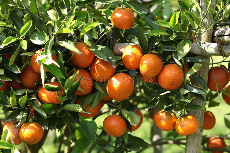 Orange tree stock image. Image of color, outdoor, green - 39616767