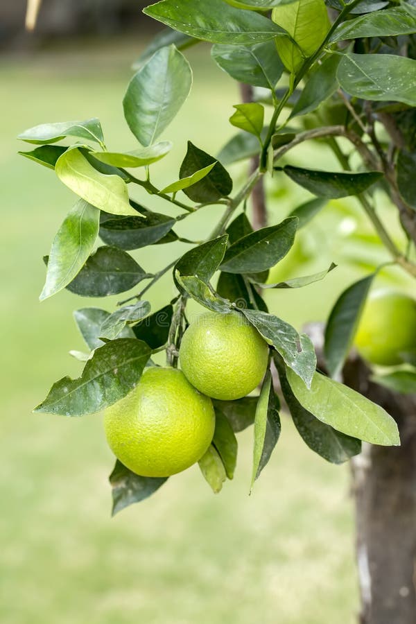 Orange Tree stock photo. Image of tree, nature, green - 89327114