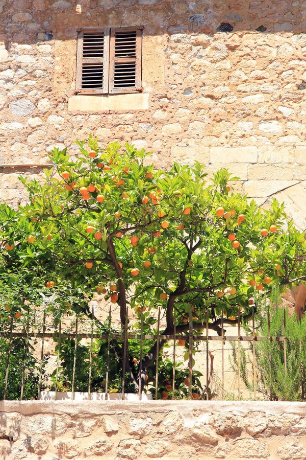 Orange tree stock image. Image of mediterranean, nature - 94174819