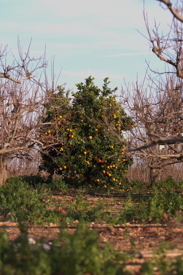 Orange Tree with Fruit in a Crop Field Stock Image - Image of farmers ...