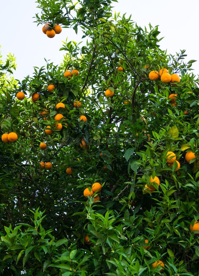 Orange Tree. Fruit of Garden Food Stock Photo - Image of circle ...