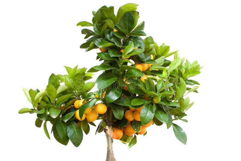 Orange Tree Isolated on White Stock Image - Image of green, cutout ...