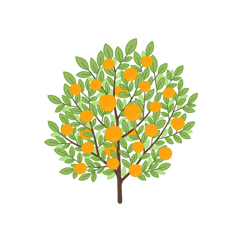 Orange Tree Growth Stages. Fruit Tree Life Cycle. Vector Infographic ...