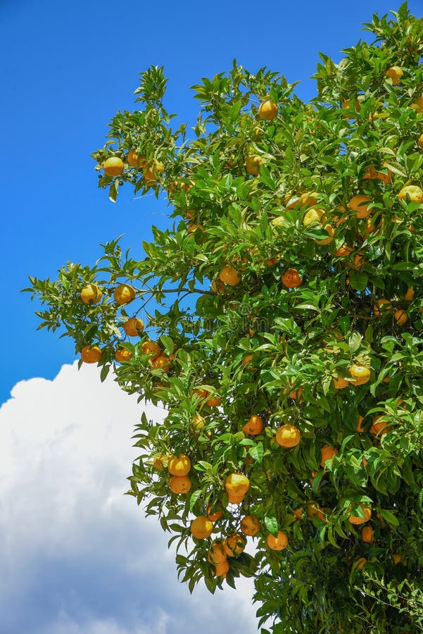 Orange Tree with Fruits, Blue Sky with Clouds Stock Image - Image of ...