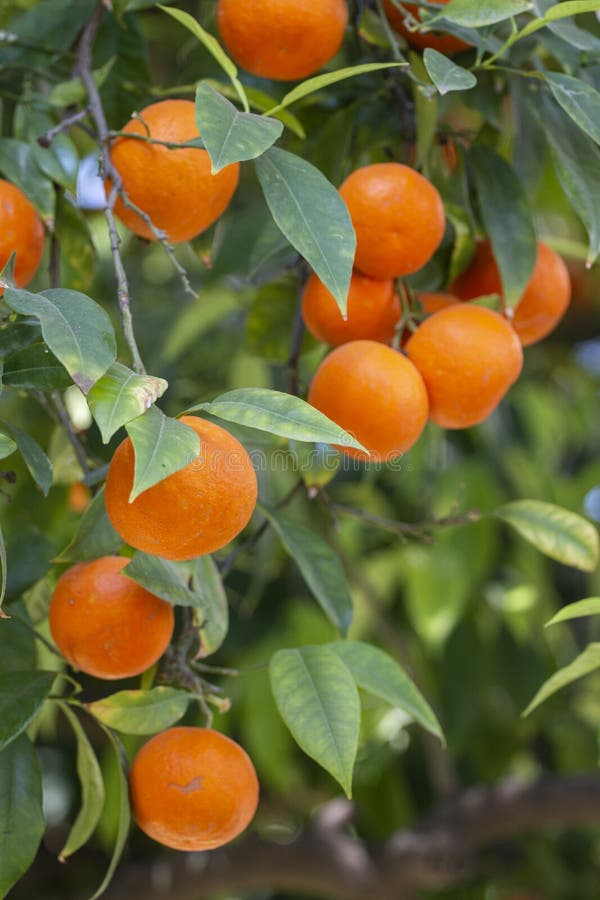 Orange tree fruits stock image. Image of foliage, fresh - 152180163