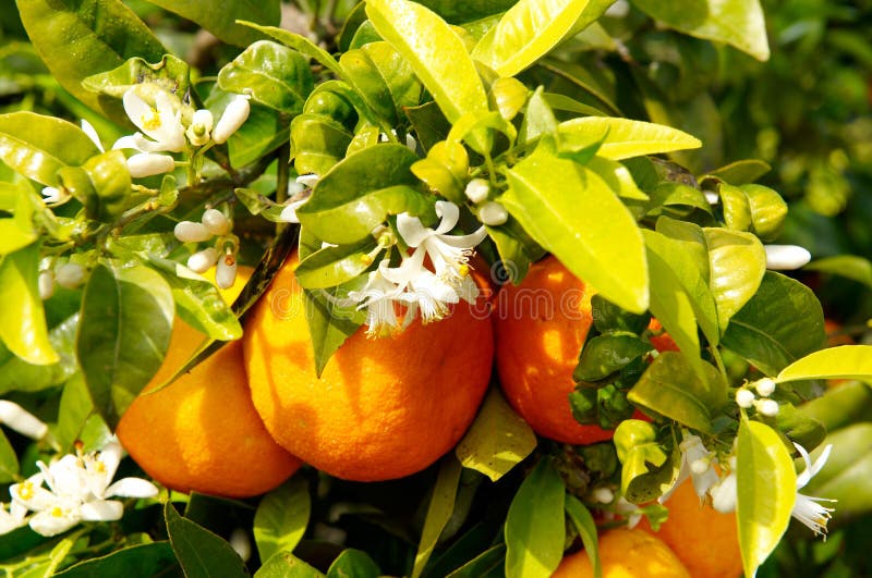 Orange Tree With Fruits And Flowers Royalty Free Stock Photography ...