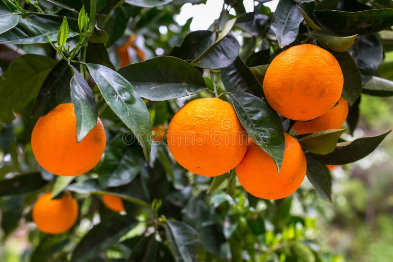 Orange tree with fruits stock image. Image of chania - 93602291