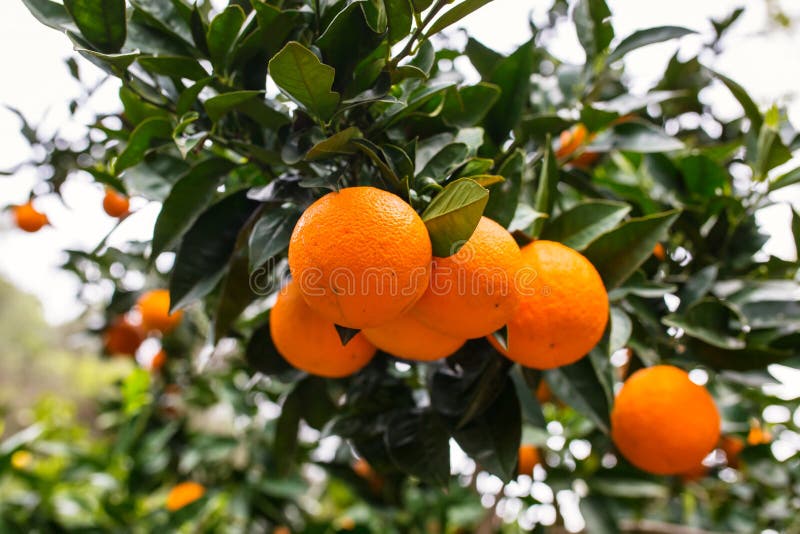 Orange tree with fruits stock image. Image of mediterranean - 93602407