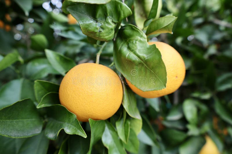 Orange tree fruits stock photo. Image of gardener, farm - 354195088