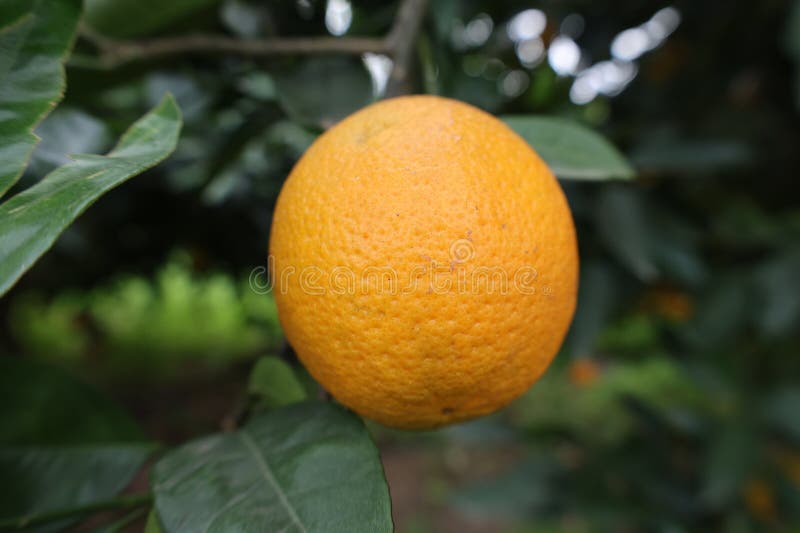 Orange tree fruits stock photo. Image of fruits, fruit - 354196564