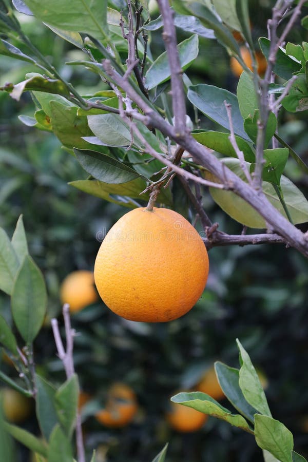 Orange tree fruits stock image. Image of harvest, natural - 354198843