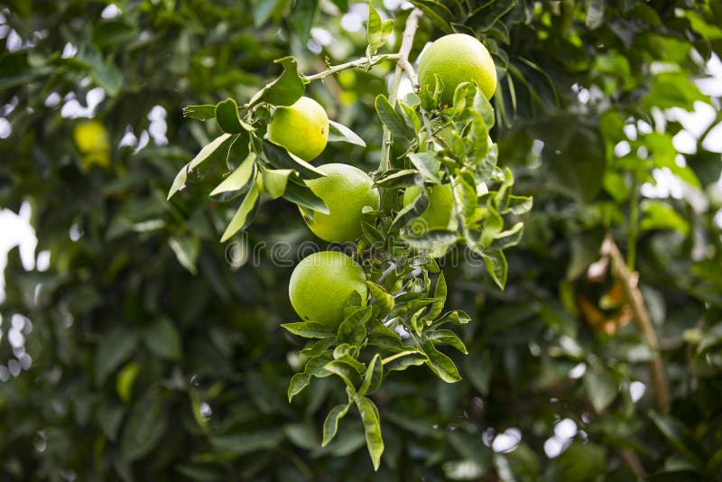 Orange tree with fruits stock image. Image of citrinos - 79375715