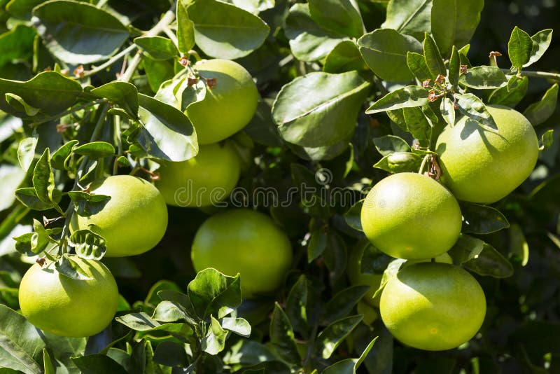 Orange tree with fruits stock photo. Image of fresh, health - 93294590