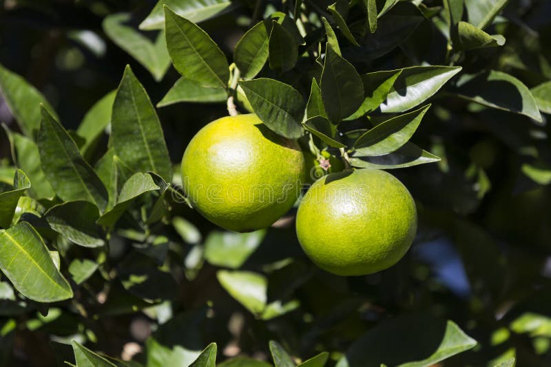 Orange Tree with Fruits Ripen Stock Image - Image of ladies, fruit ...