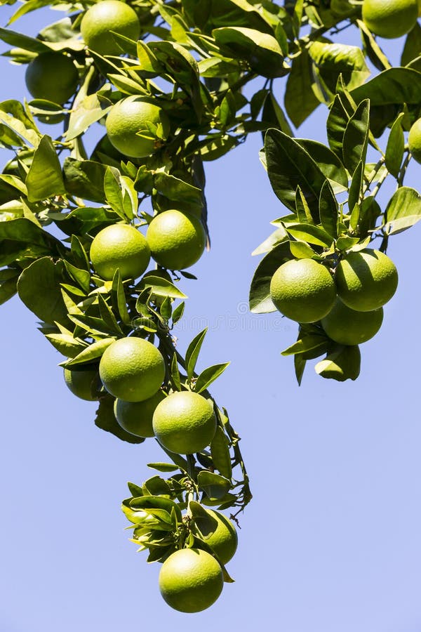 Orange Tree with Fruits Ripen Stock Image - Image of color, fruits ...