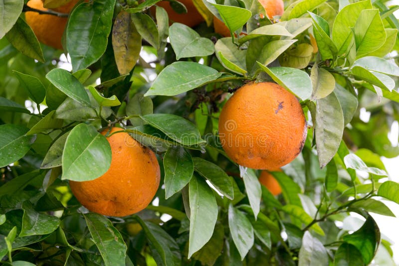 Orange Tree with Fruits in Summer Stock Photo - Image of orange, juicy ...